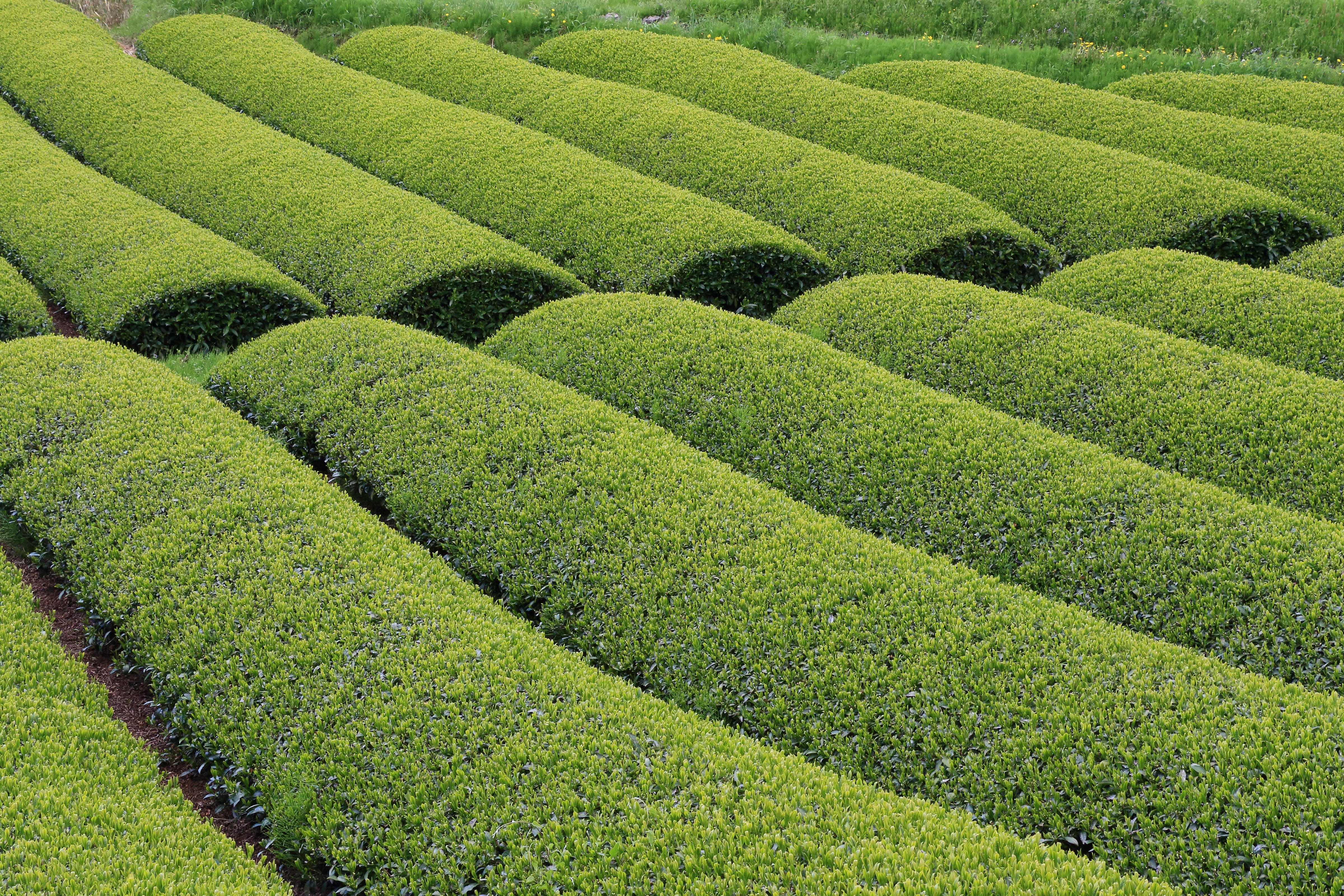 Japanese Tea, from Tradition to Innovation – Amsterdam Teas